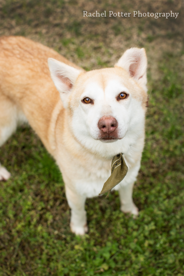 Sabrina, The Beautiful Husky Mix! - Rachel Potter Photography ...