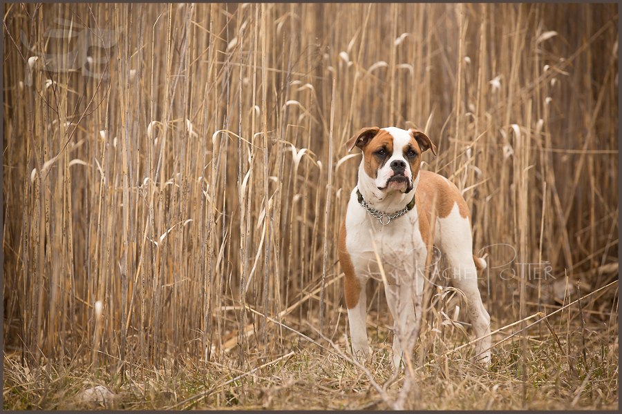 Scruffy Dog Photography Mentorship: Experience of a Lifetime - Rachel ...