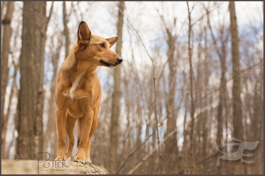 Scruffy Dog Photography Mentorship: Experience of a Lifetime - Rachel ...